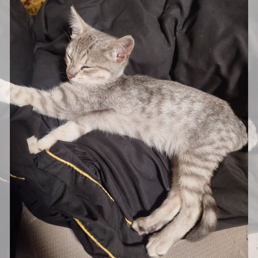 Котенок ищет хозяина