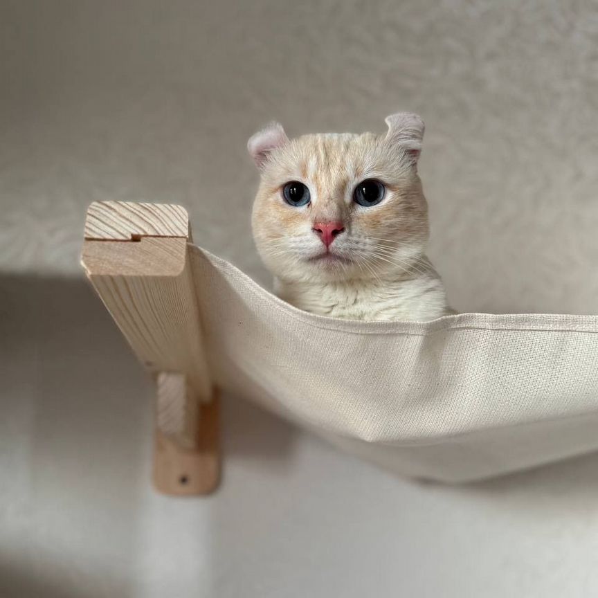 Котик Бейлис в добрые руки