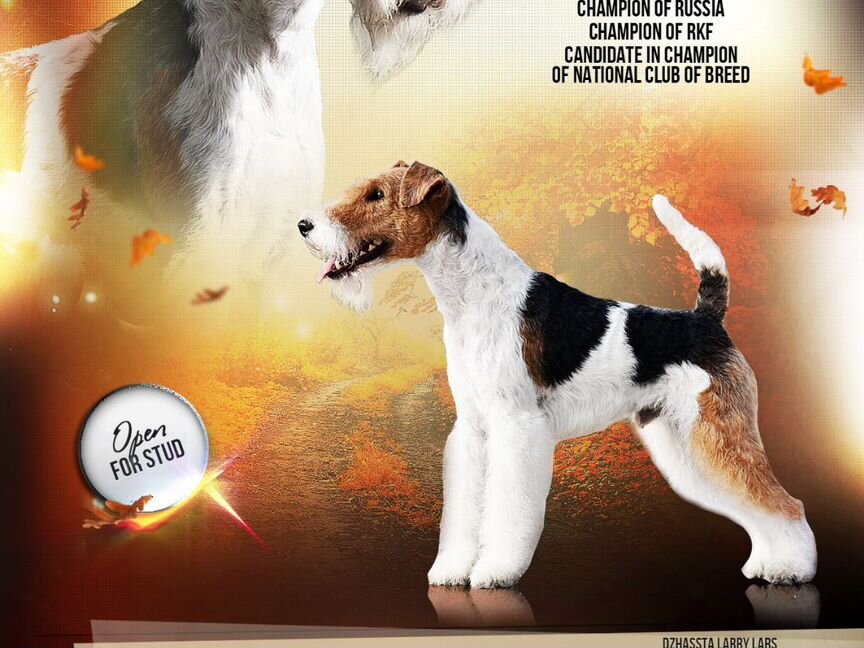 Фокстерьер щенки