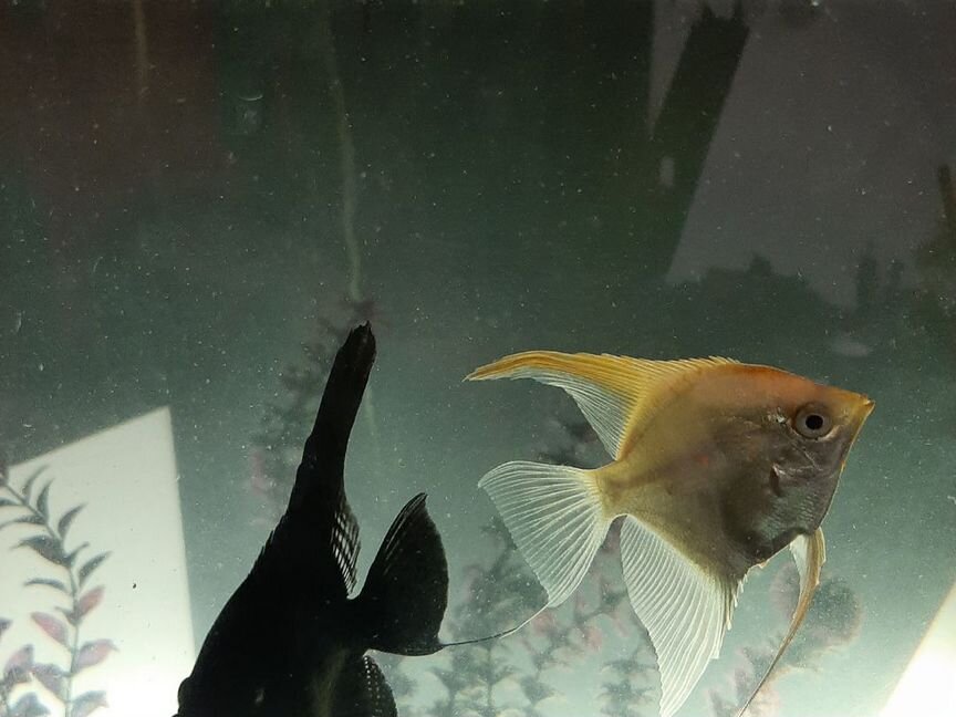 Рыбки скалярии. большие