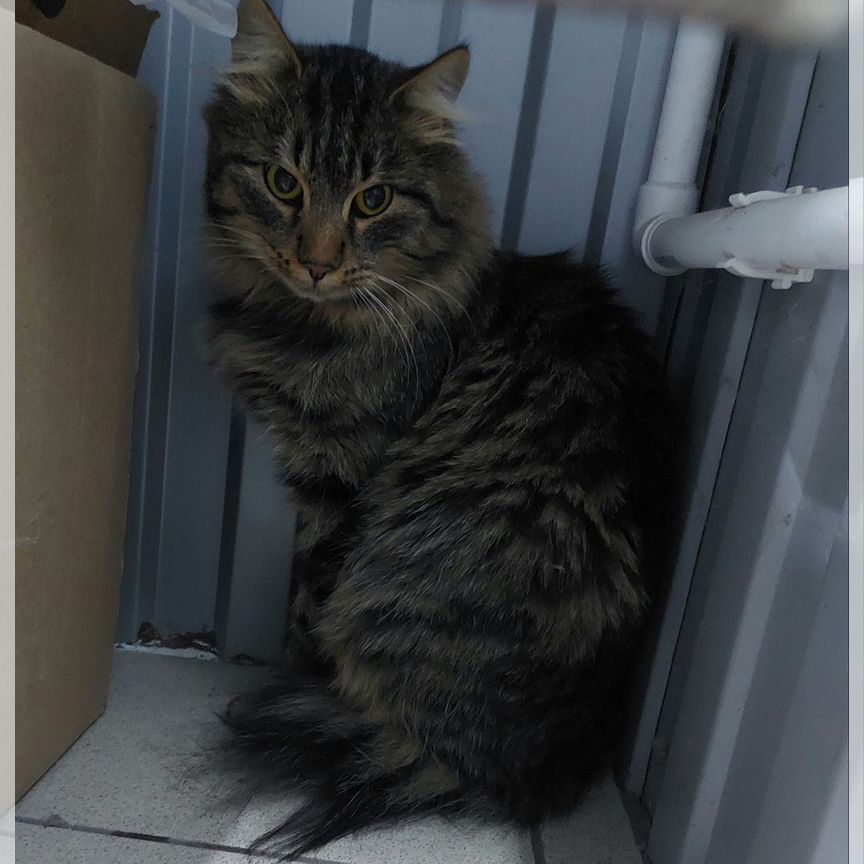 Курильский бобтейл длинношёрстный, взрослый кот