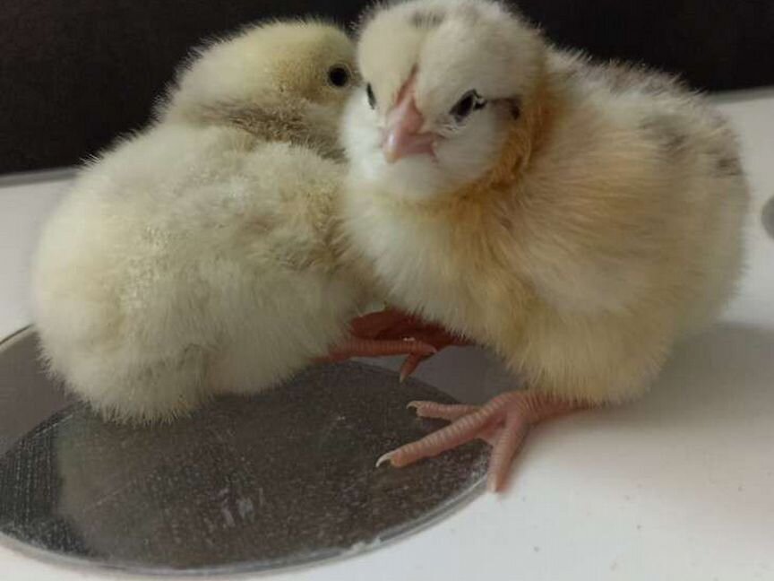 Цыплята Мастер грей