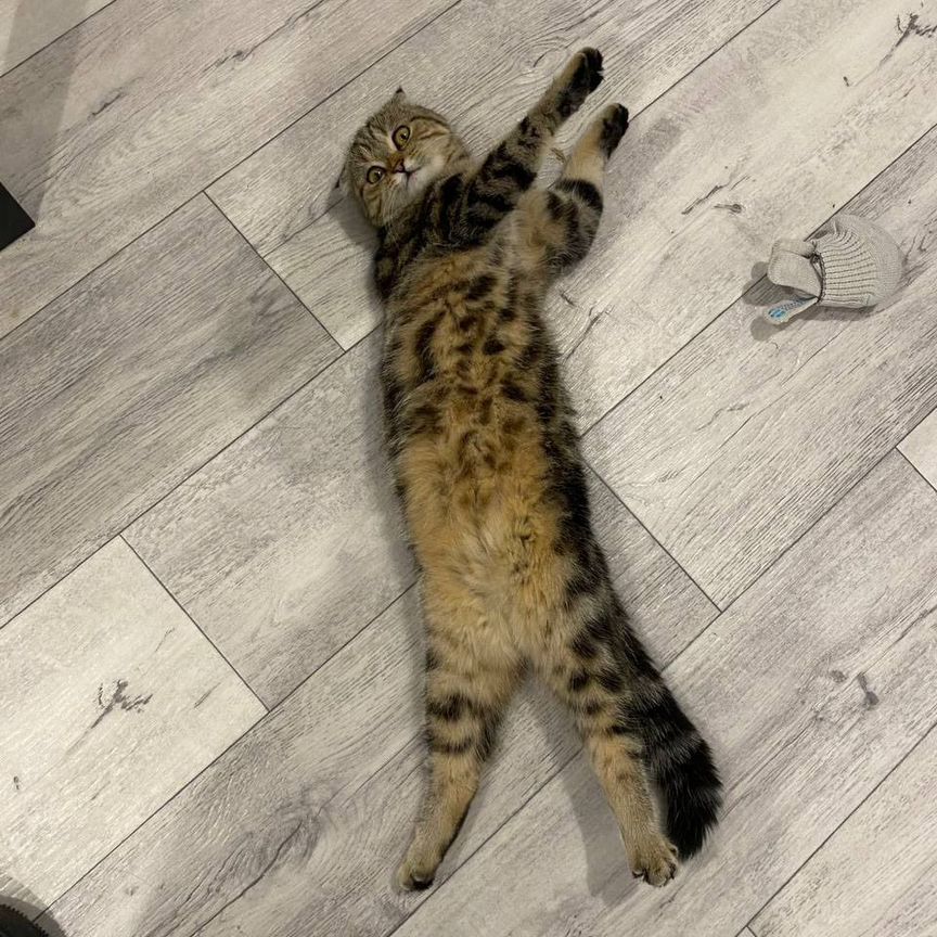 Котенок девочка в добрые руки