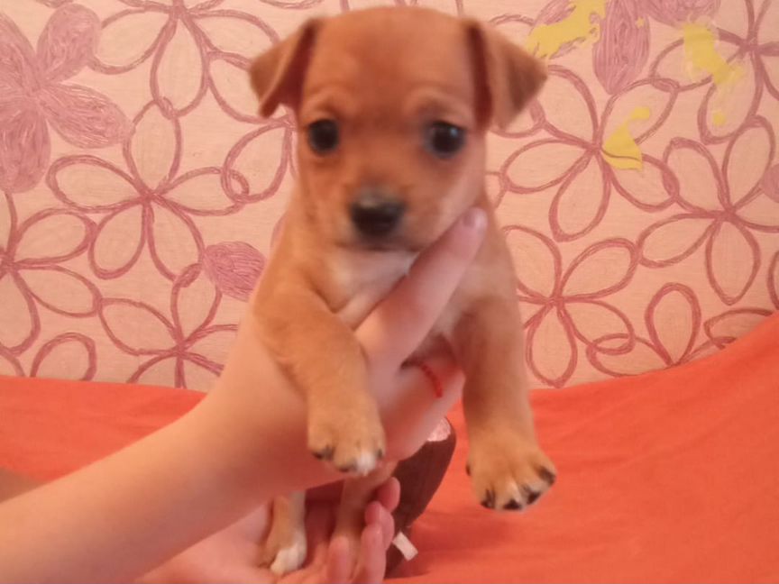 Чихуахуа мини