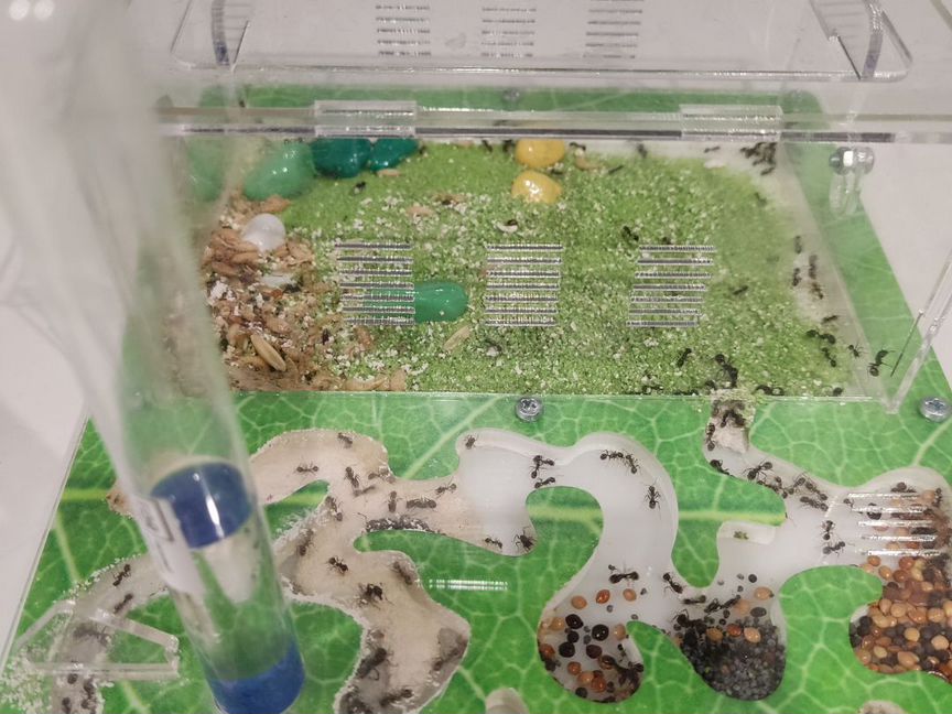 Муравьиная ферма с муравьями