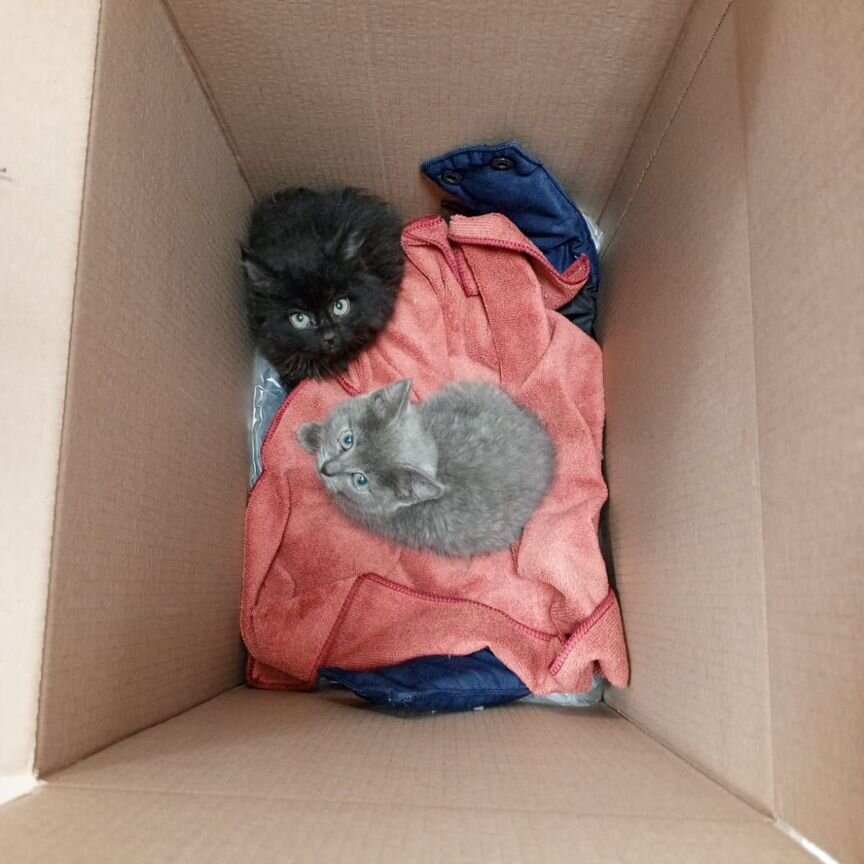 Котята на вид 1,5 мес подкинули в магазин