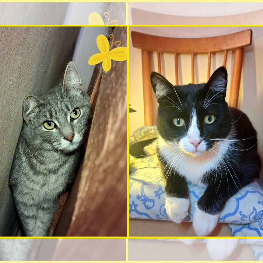 Взрослый кот в добрые руки