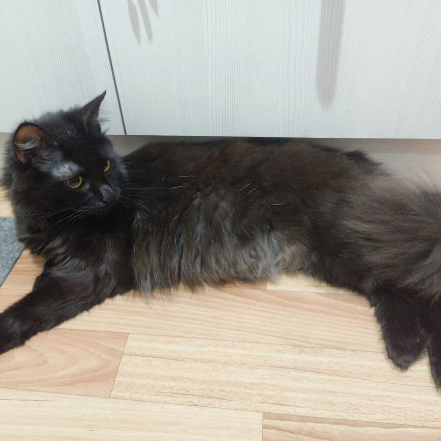 Кот в добрые руки, фенотип мейнкуна
