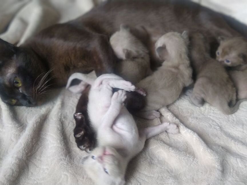 Бурманские котята. Бронь