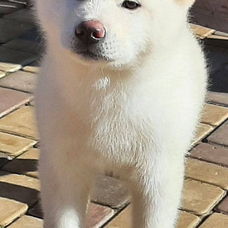 Японская акита