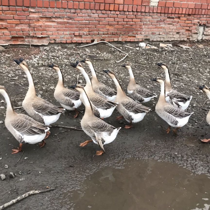 Кубанские гуси продам