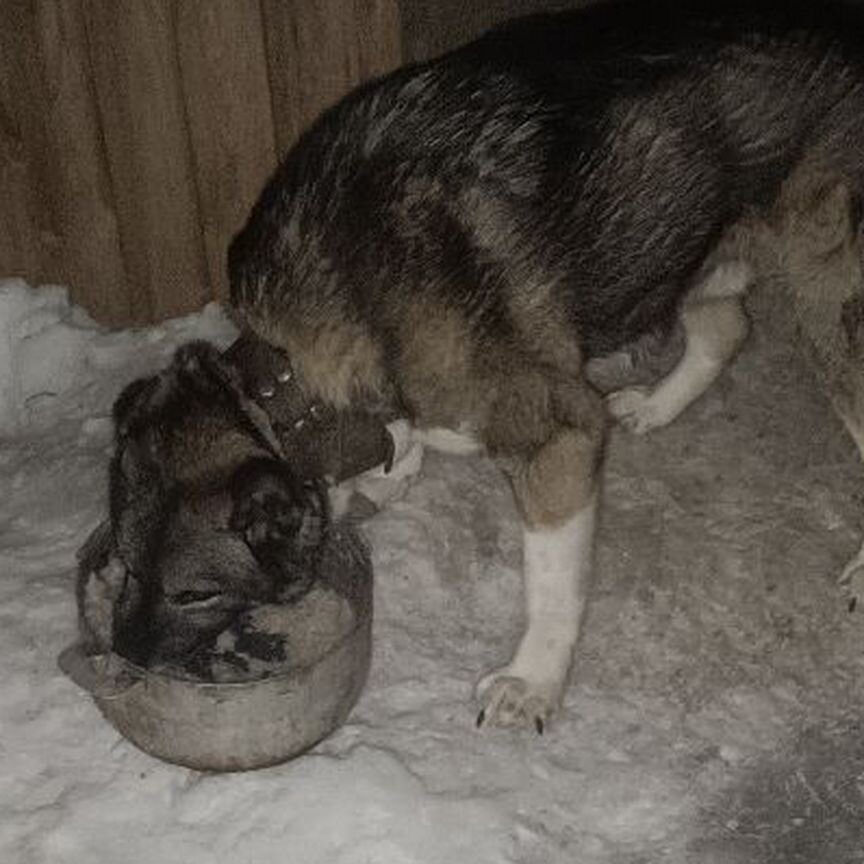 Среднеазиатская овчарка, взрослый пёс