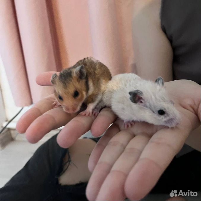 Сирийские хомячки с клеткой