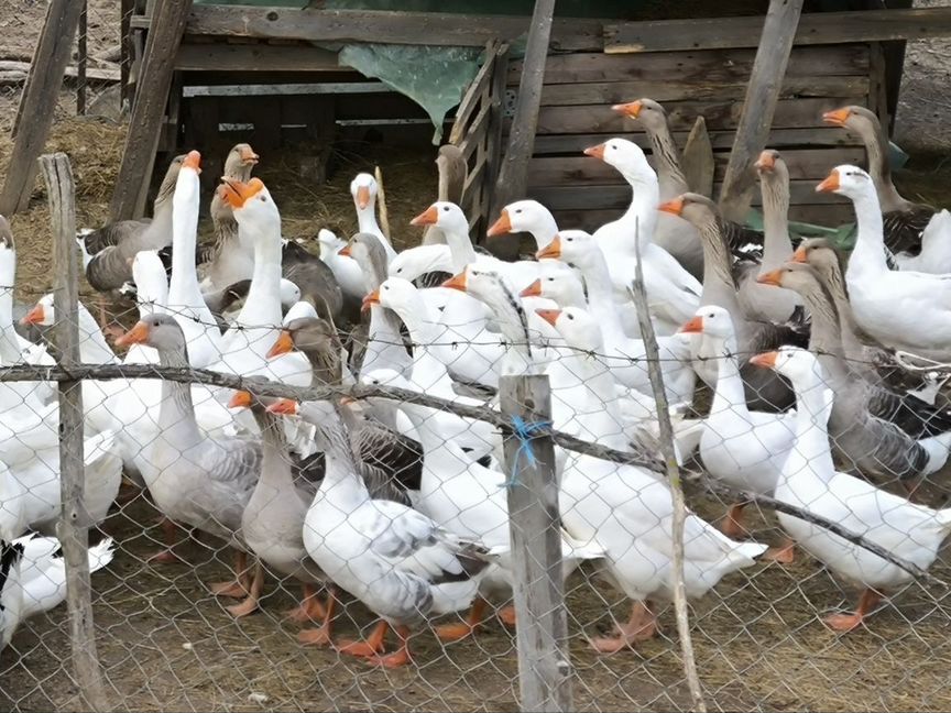 Гусиное яйцо