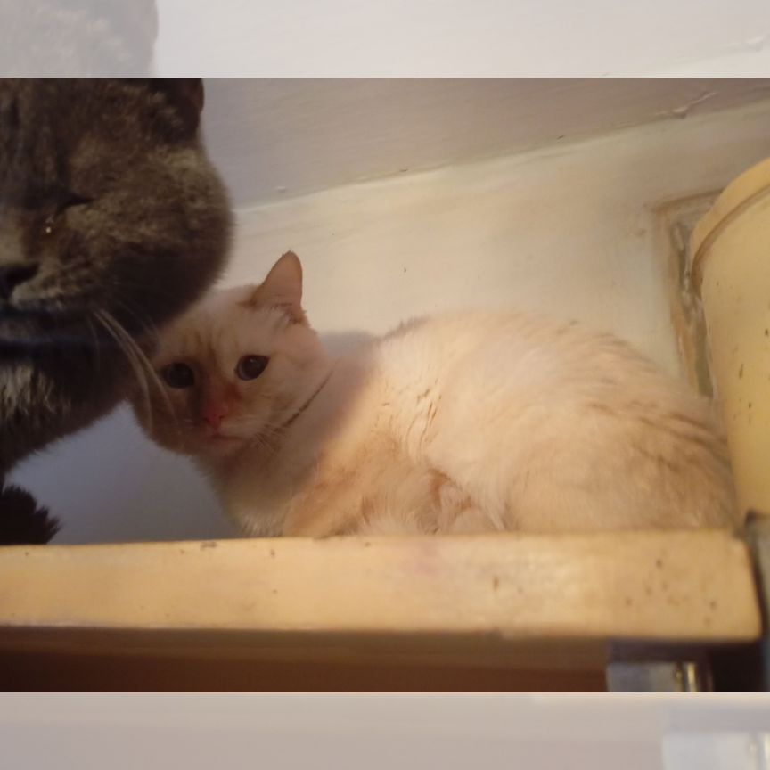 Кошки одам в добрые руки