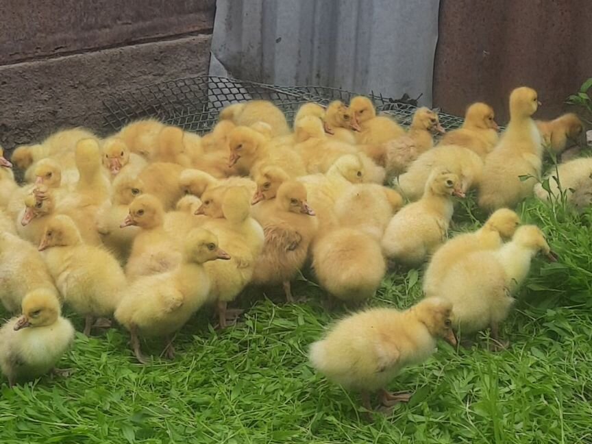 Гусята и индюшата суточные