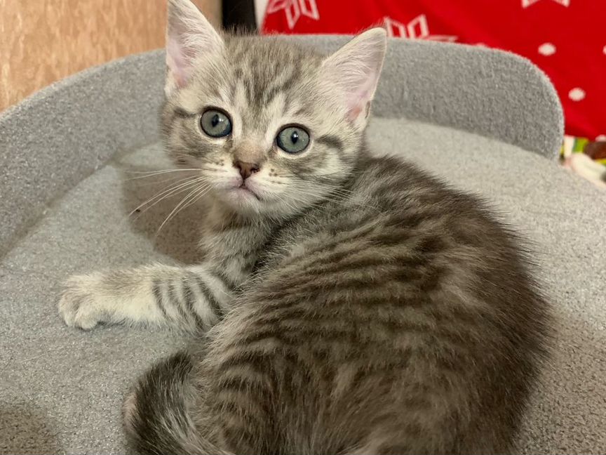 Котенок шотландец прямоухая