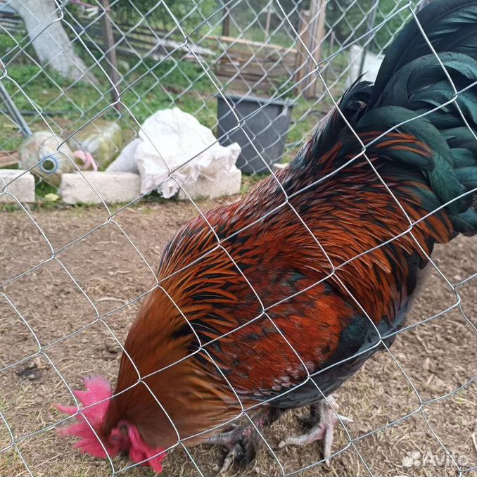 Цыплята черно-медный маран