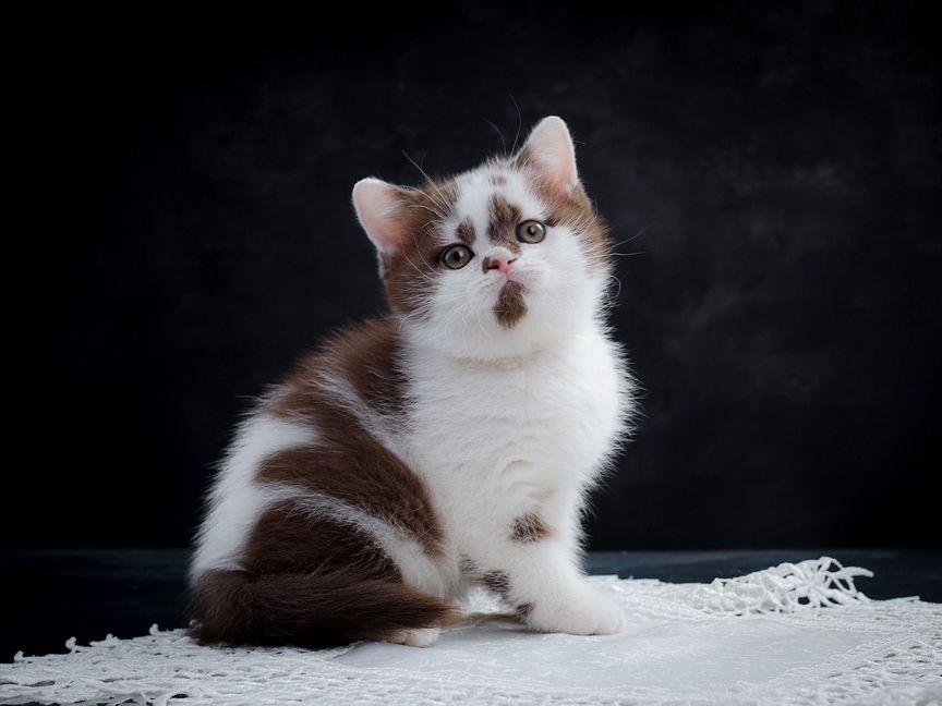 Супер красивый британский котёнок