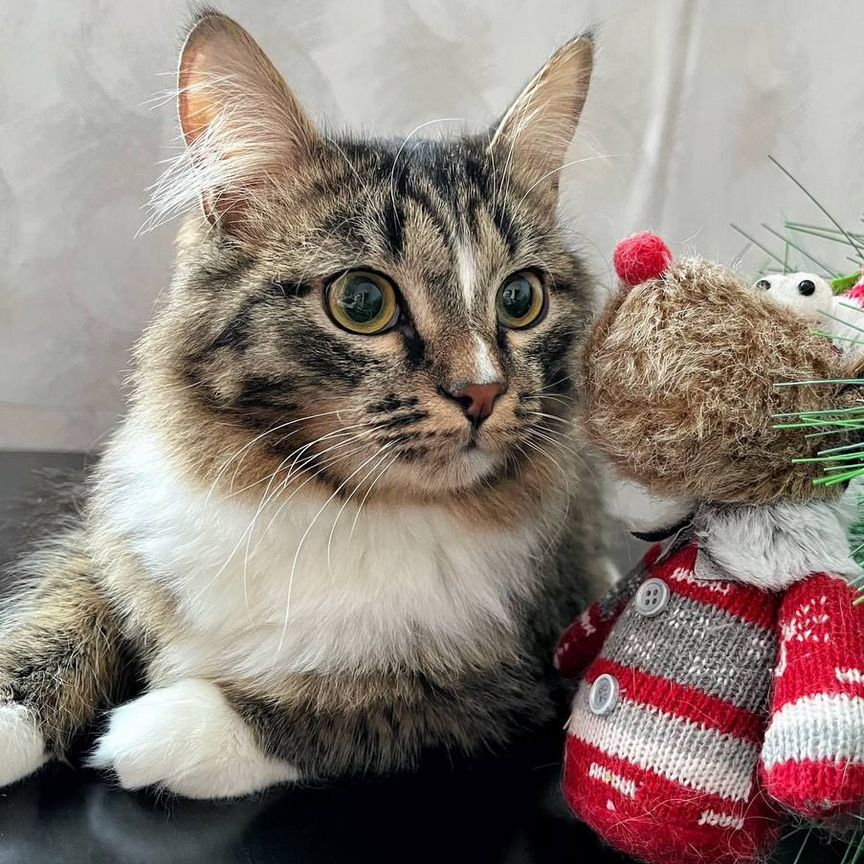 Взрослый кот в добрые руки