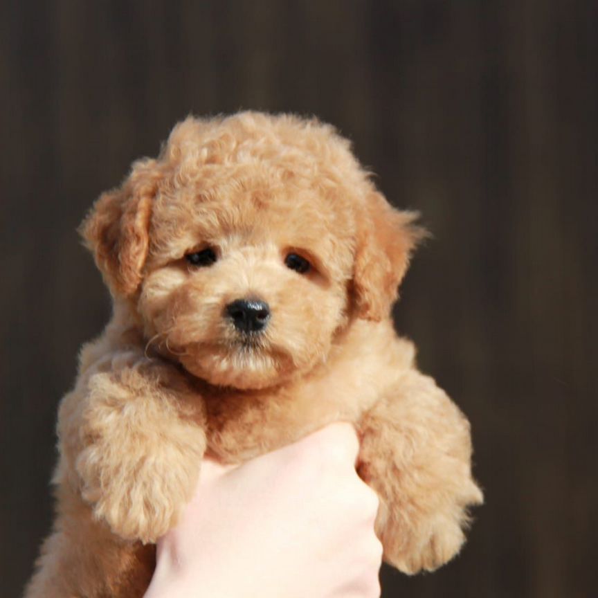 Щенки мальтипу f1 мини