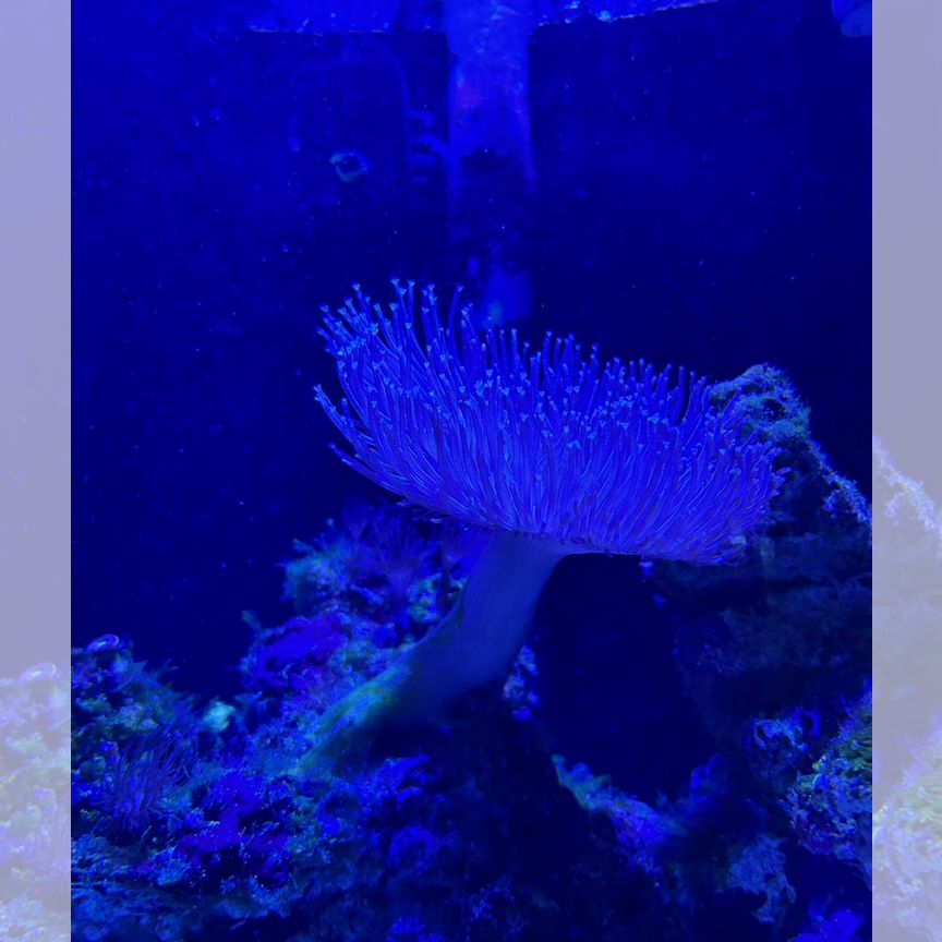 Саркофитон длиннополипный (мягкие кораллы)