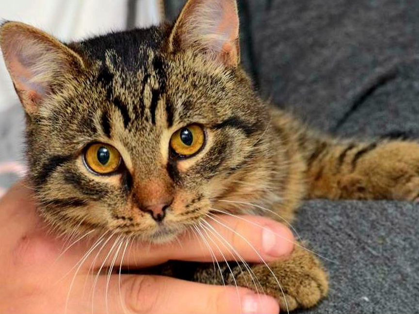 Ласковый малыш Василь, котенок 7 мес