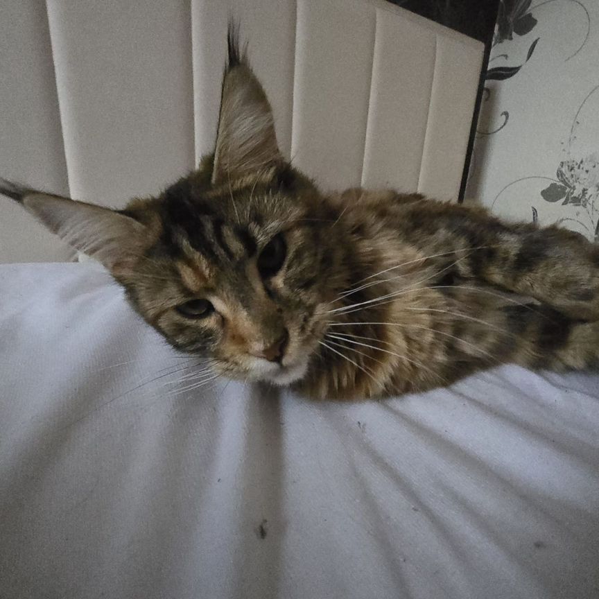 Кошка мейн-кун