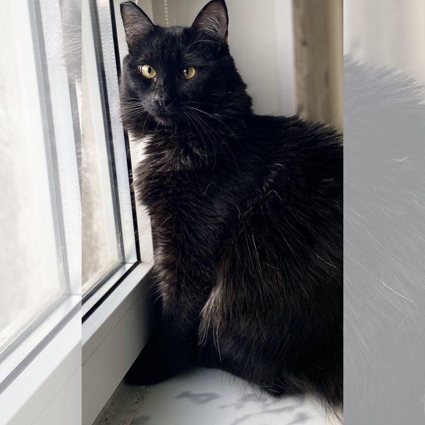 Котик в добрые руки