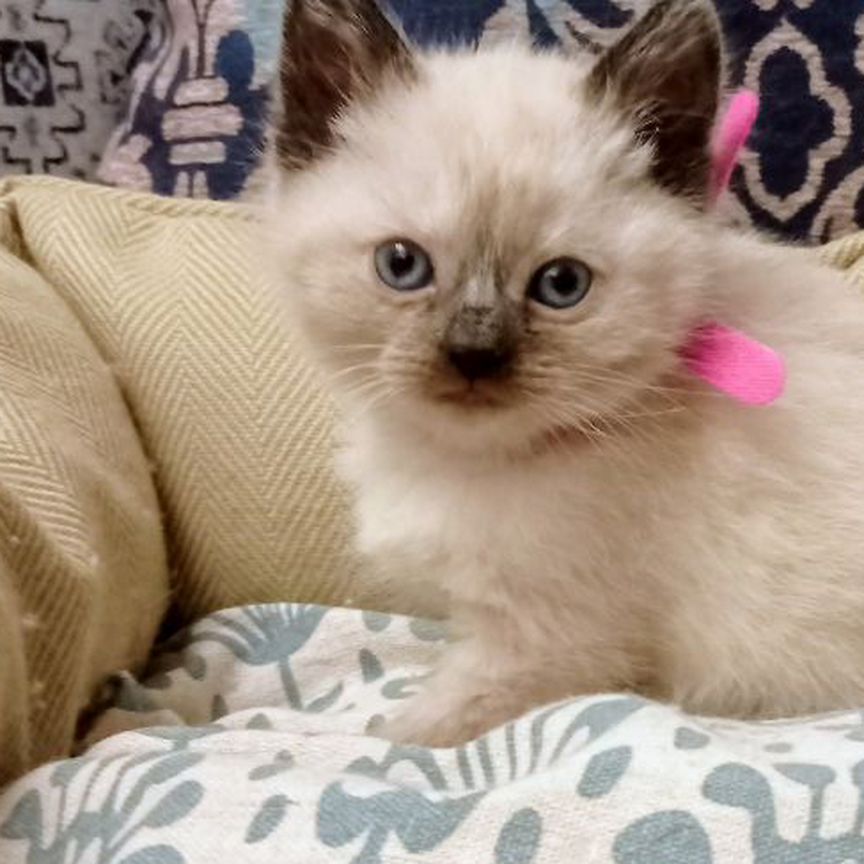 Тайский котёнок