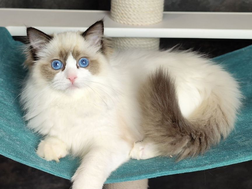 Мальва, рэгдолл с родословной