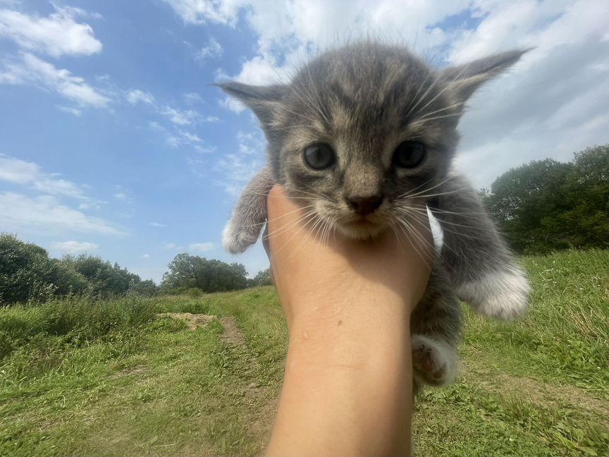 Самые красивые котята