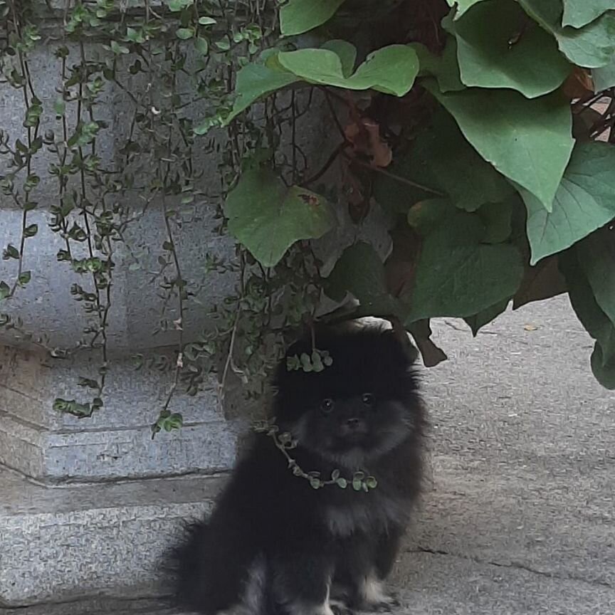 Умняшка Бакс (шпиц)