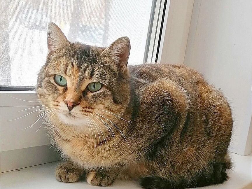 Кошечка в добрые руки