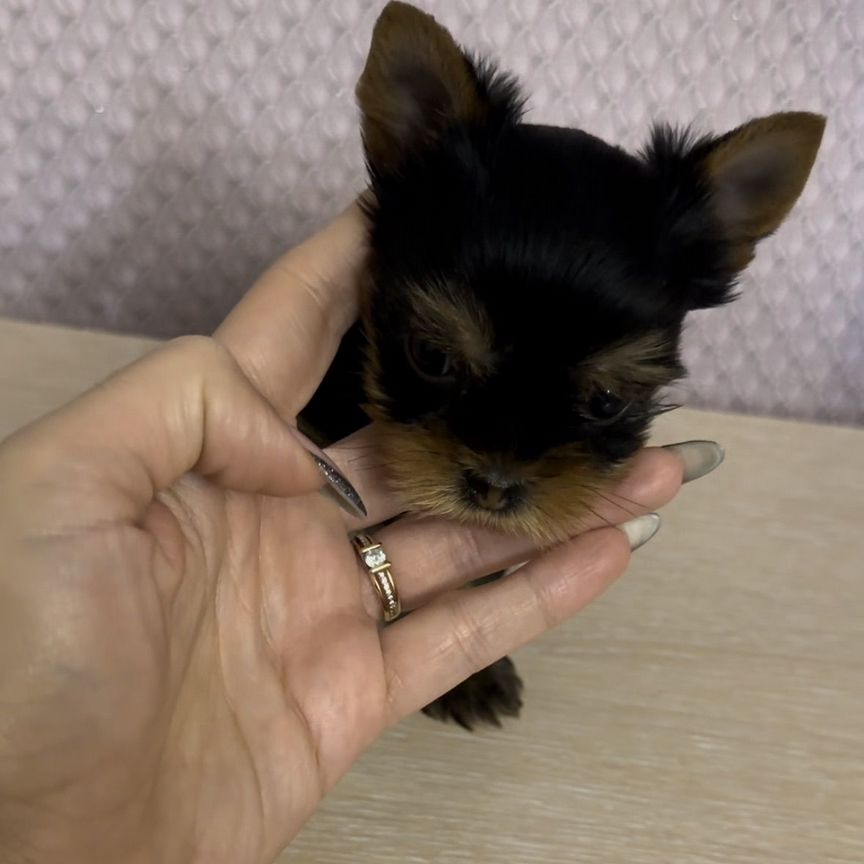 Йоркширские малыши