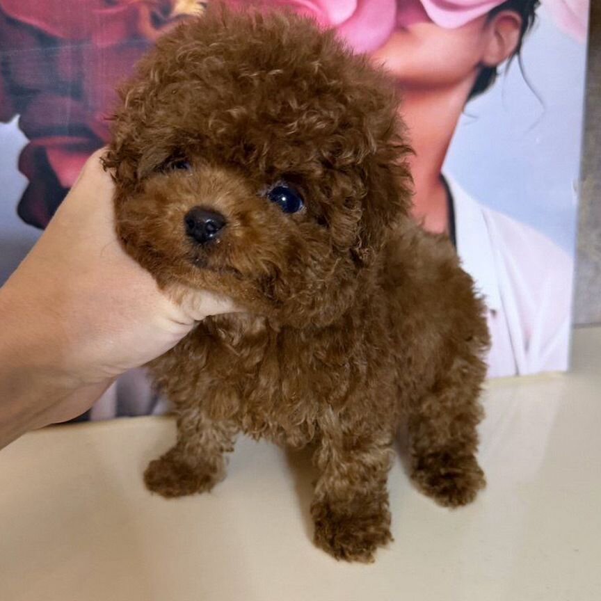 Той-пудель, щенок