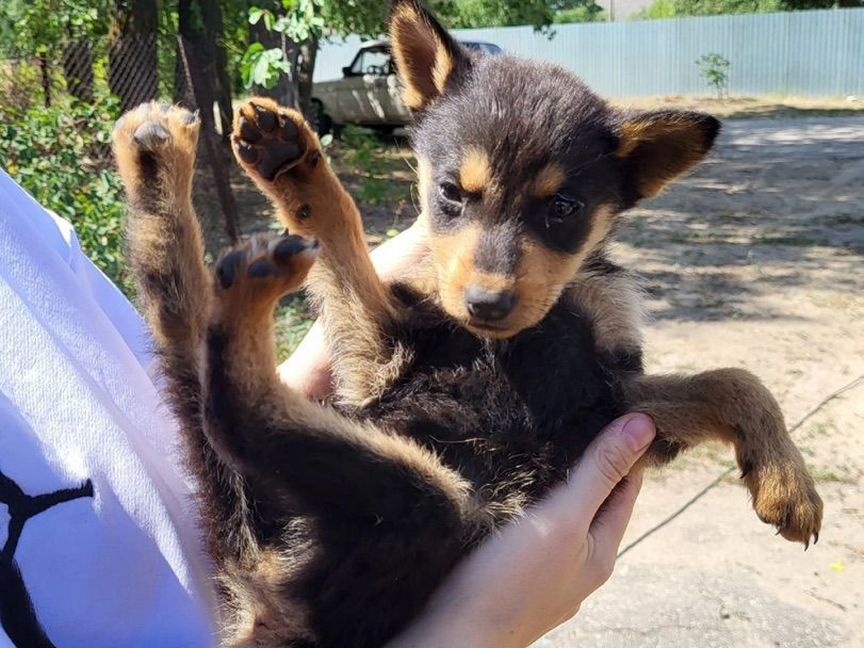 Спасем щенят