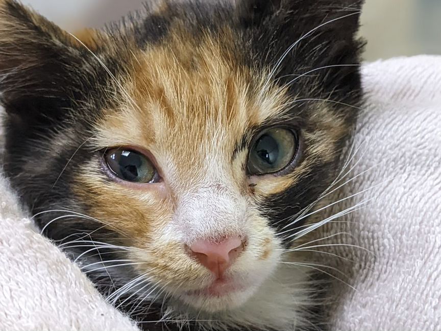 Красотулька ищет семью