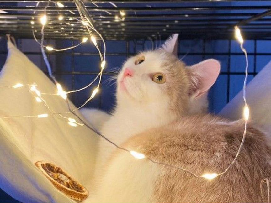Молодой котик в добрые руки