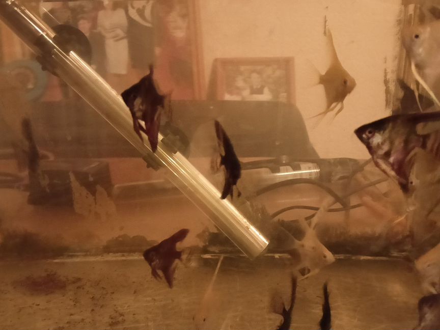 Продаются рыбки склярии