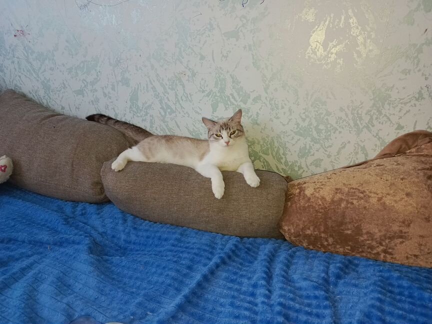 Сибирская кошка в добрые руки