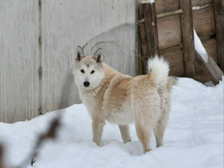 Охотничьи собаки лайки