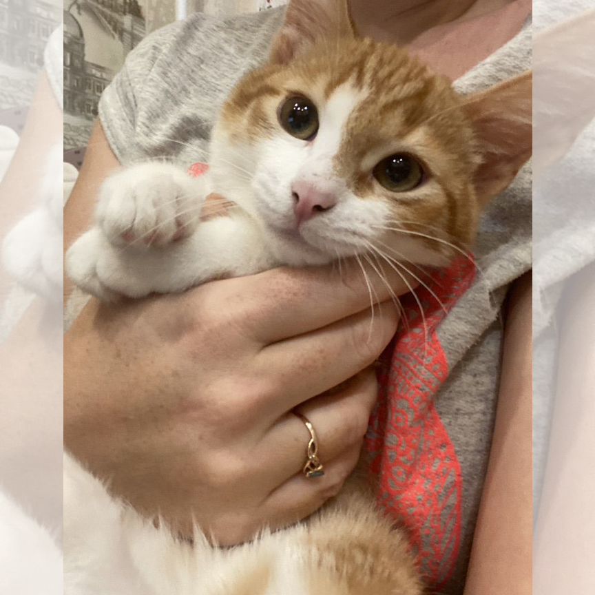 Котёнок в добрые руки