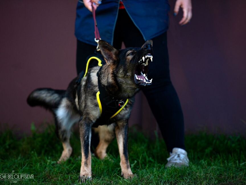 Щенки рабочих немецких овчарок