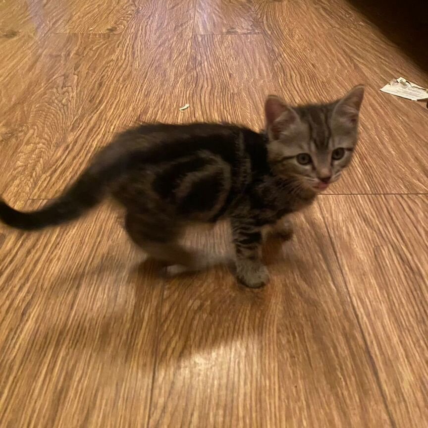 Кошка в добрые руки