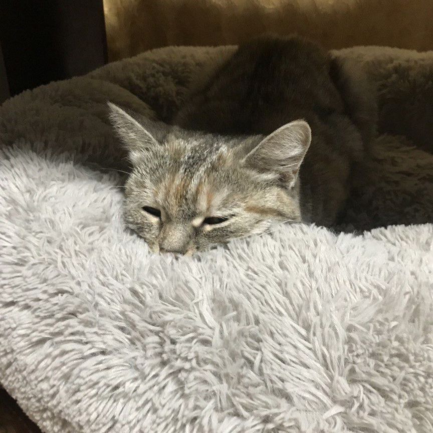 Сибирская кошка, взрослая