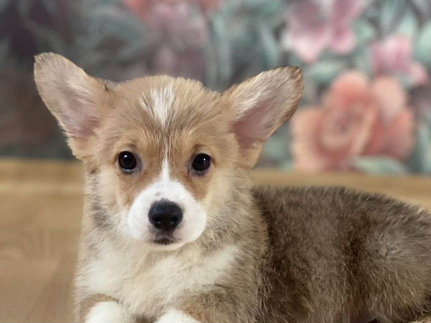 Вельшкорги щенки