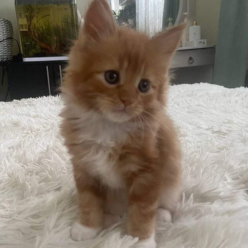 Мейн-кун котёнок