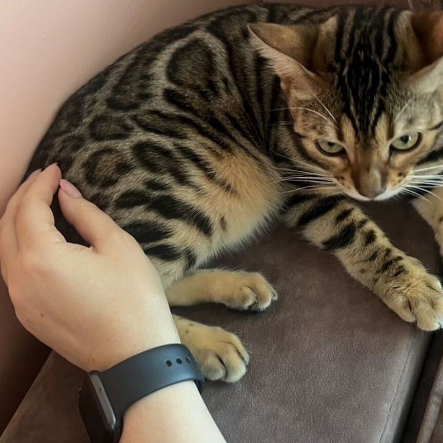 Бенгальская кошка с правом разведения