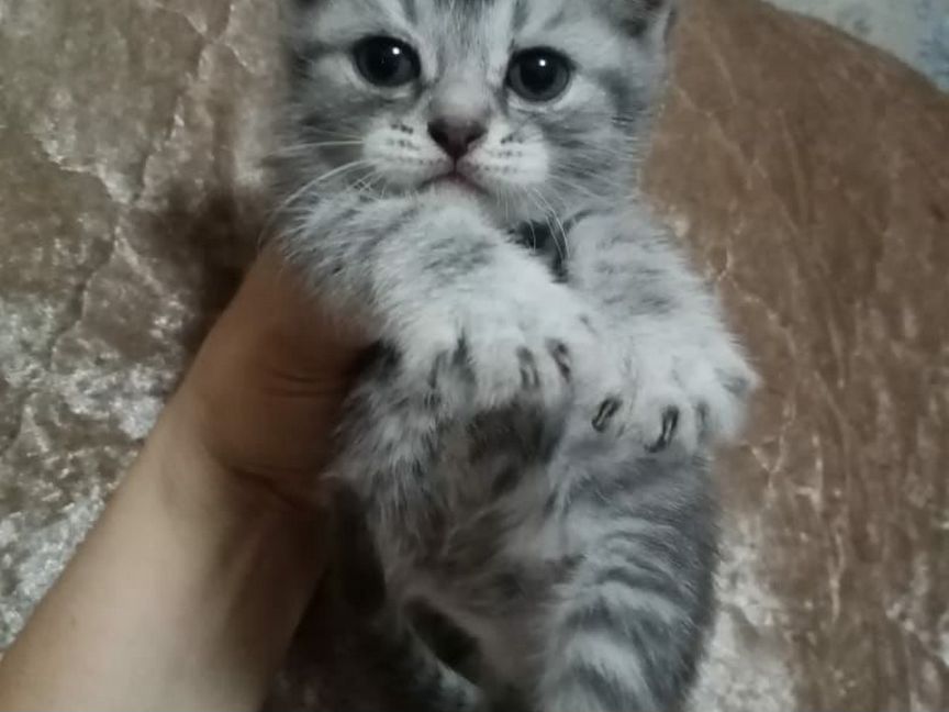 Котята британцы
